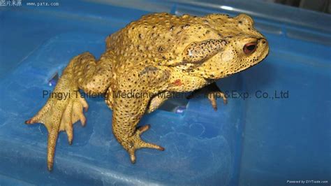 Toad Venom Venenum Bufonis King Toad China Trading Company