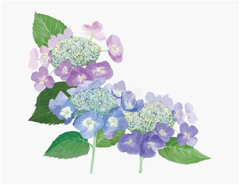 六月の花 イラスト 無料 イラスト 無料 かわいい 6月 Bewk