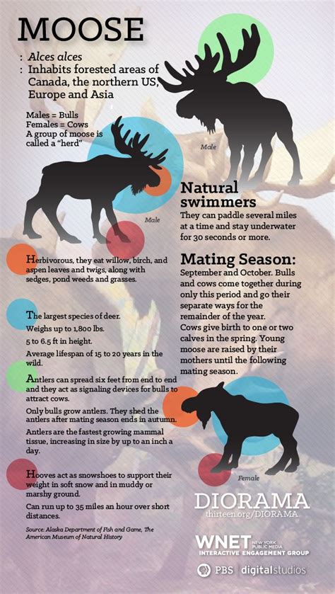 Discover Moose Facts And Myths