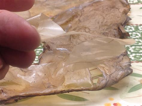 Dried Kombucha Scoby At Cecil Messer Blog