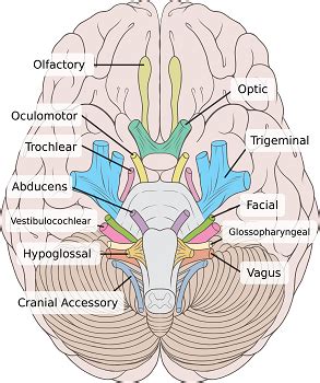 Palatoglossus Muscle Function And Nerve Supply Lesson