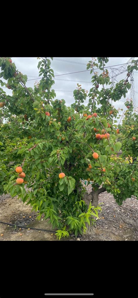 Patrick Eubanks On Linkedin Cots Should Begin Harvest This Weekend