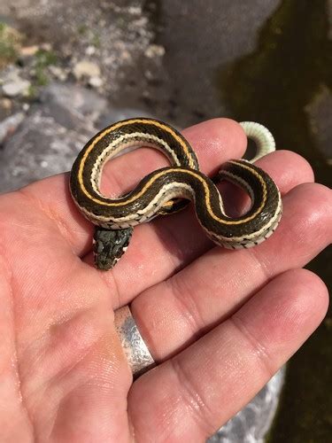 Thamnophis Cyrtopsis Thamnophis Cyrtopsis Picture Nature