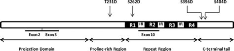 Construction Of Pseudophosphorylated 4 Repeat Tau Schematic Of