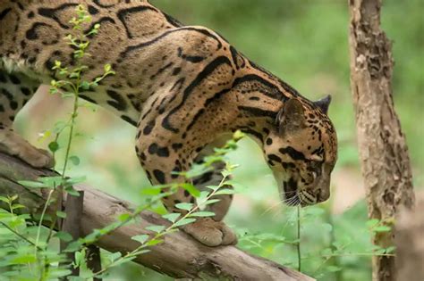 Clouded Leopard Species Data Conservation Bigcatswildcats