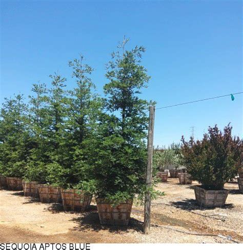 Buy Sequoia Sempervirens Coast Redwood Bidscape