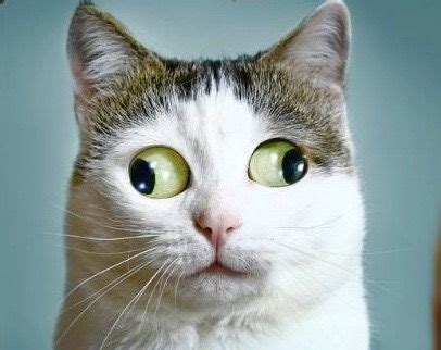 Adorable Cat With Green Eyes