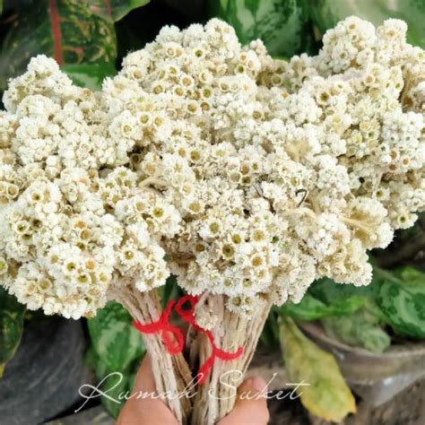 Deretan Contoh Gambar Bunga Edelweis Kekinian Informasi Seputar Tanaman Hias