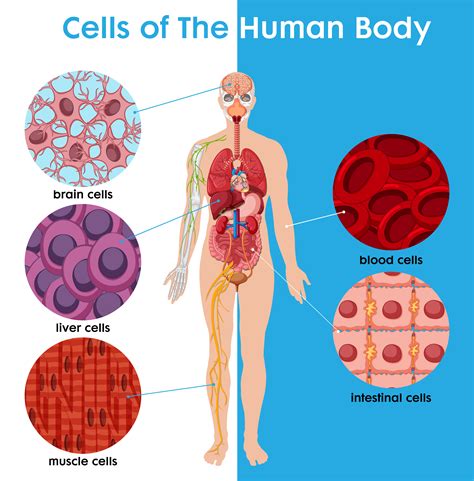 Body Cells