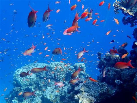 Snorkeling At Coral Beach Nature Reserve Eilat Snorkeling In Israel