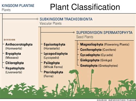 Ppt Plant Classification And Groups Seedless Nonvascular To Seed
