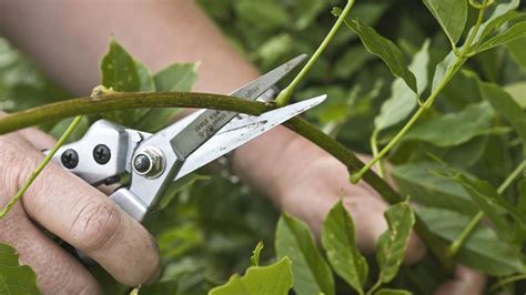 Pruning Mistakes 5 Common Errors And How To Avoid Them Homes And Gardens