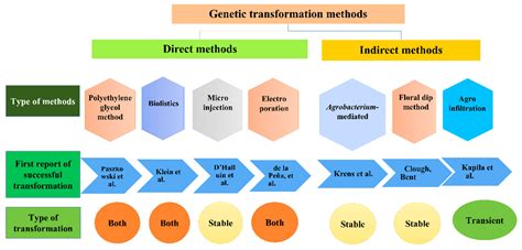 Agroinfiltration Mediated Scalable Transient Gene Expression In Genome