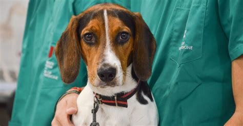 Canine Hyperadrenocorticism Διάλεξη της Κτηνιατρικής Σχολής στην