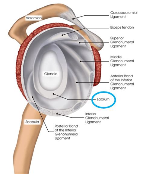 Posterior Labrum Shoulder Anatomy