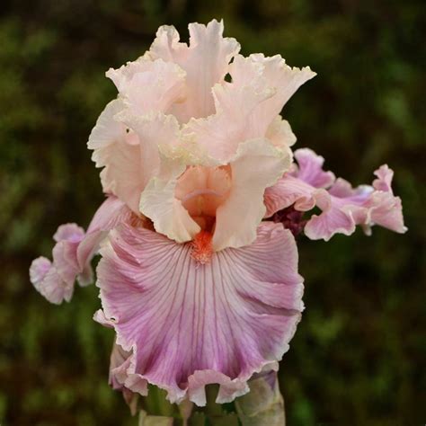 Iris Plant Easy To Plant Perennial Iris Roots Fragrant Cut Flower