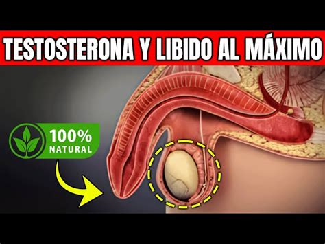 15 Alimentos Para Impulsar La Testosterona Y Turbinar La Libido Sex