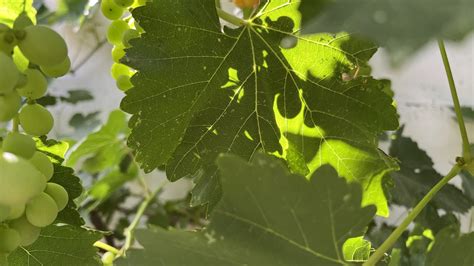 ‎בילבי בגדים קטנים בילבי בגדים קטנים לאהבות גדולות