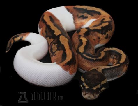 Pied Ball Python By Bob Clark Reptiles