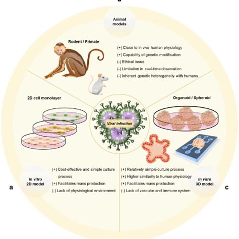 Schematic Illustration Of Viral Infection In Organ Systems Viral