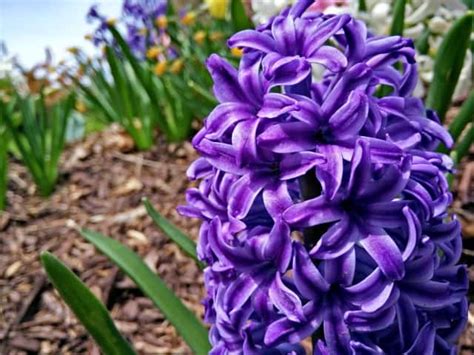 Xiaomi Mi Vs Oneplus One Price Pony Malaysia