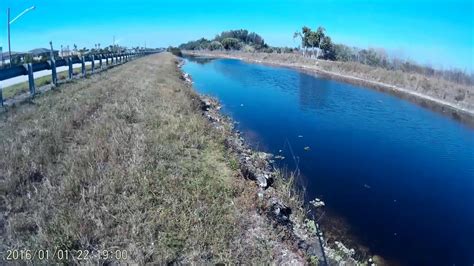 Freshwater Fish In Florida Canals At Hunter Wang Blog