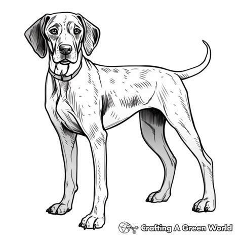 German Shorthaired Pointer Coloring Pages Free And Printable