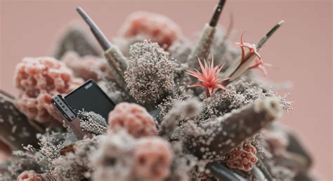 Extinction Vortex → Term