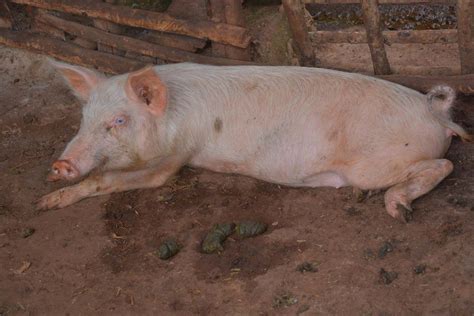 Suubi Farming Project Amacue Foundation