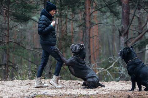 How To Train A Cane Corso To Do Your Finances And More