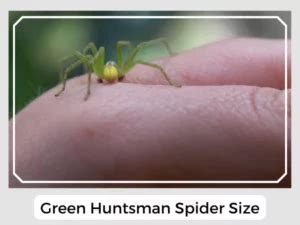 Green Huntsman Spider Micrommata Virescens Facts Identification And