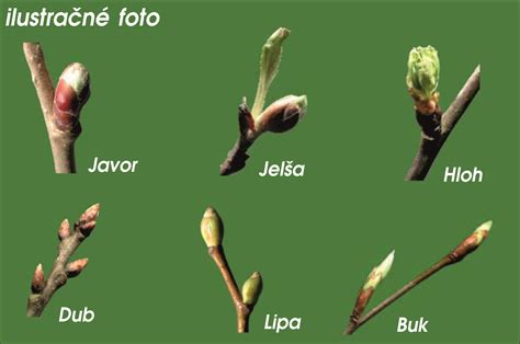 Brusnica Obyčajná Gemmoterapia Ohm Sro Prírodné Produkty