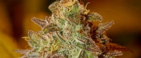 Pokie Weed Strain Review And Information
