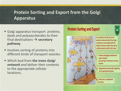 Golgi Apparatus Ppt Introduction Structure And Function Pptx