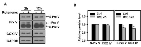 Effect Of Rotenone On L Prx V Maturation Hela Cells Transfected With