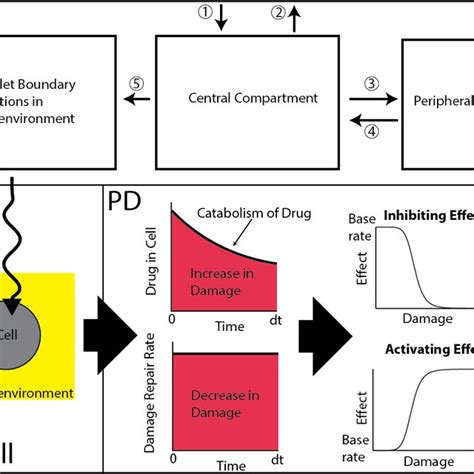 Cartoon Of Integration Of Pk And Pd Modules With Physicell Pk 1