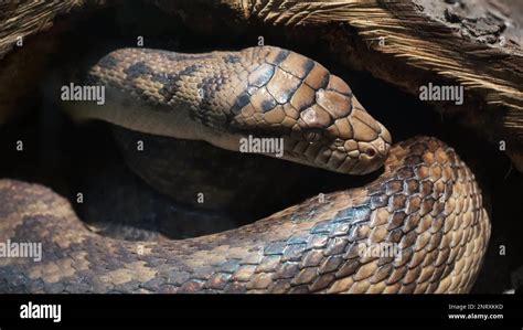 Close Up Of A Python Skin Texture Crawling You Can See Each Scale Close Up The Pattern On The