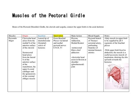 Muscle Table Summary Locomotor Muscles Of The Pectoral Girdle Bones Of The Pectoral