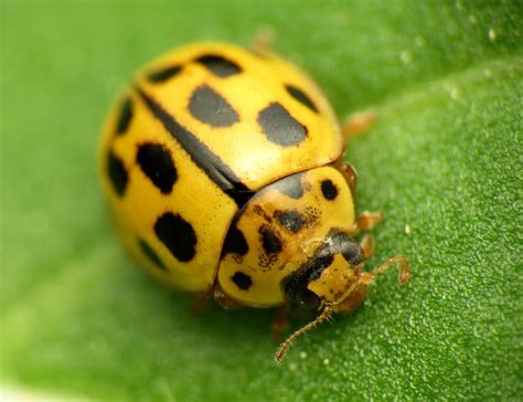 10 Types Of Ladybugs Species Identification And Photos