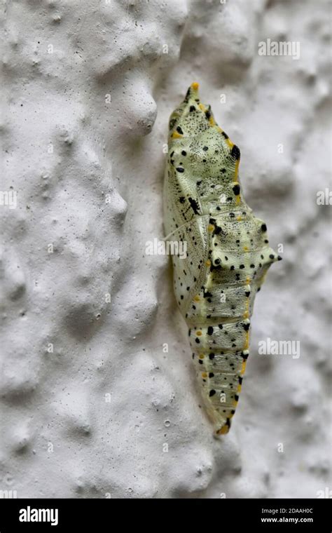 The Chrysalis Of A Large White Butterfly Pieris Brassicae Attached To