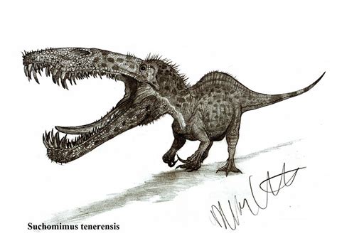 Suchomimus Tenerensis Pictorial Dinosaur Archives