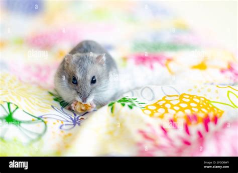 Cute Winter White Dwarf Hamster