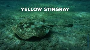 12 Different Types Of Rays With Pictures
