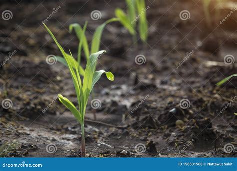 Corn Plots In Farmland Corn Field Corn Planting Corn Cultivation Stock