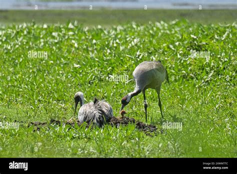 Cranes Breeding In A Swamp Area Stock Photo Alamy