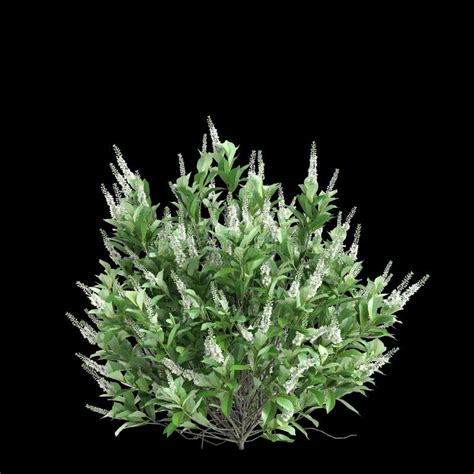 3d Illustration Of Clethra Alnifolia Bush Isolated On Black Background