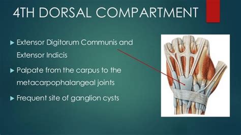 Ps Session Elbow Wrist And Hand Examination Part 2