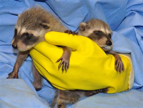 Raccoon Kits Hc Wolf Hollow Wildlife Rehabilitation Center