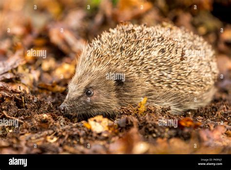 Hedgehog Wild Native European Hedgehogs Erinaceus Europaeus In