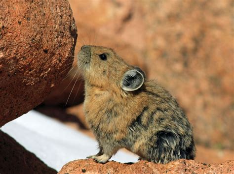 Cony European Rabbit Pika And Vole Britannica